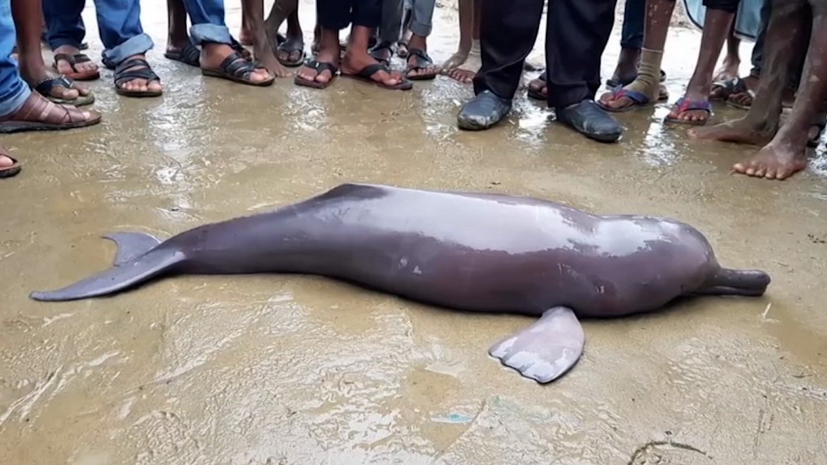 হালদা ও কর্ণফুলীতে ৪ বছরে ৩১ ডলফিনের মৃত্যু, বিলুপ্তির আশঙ্কা